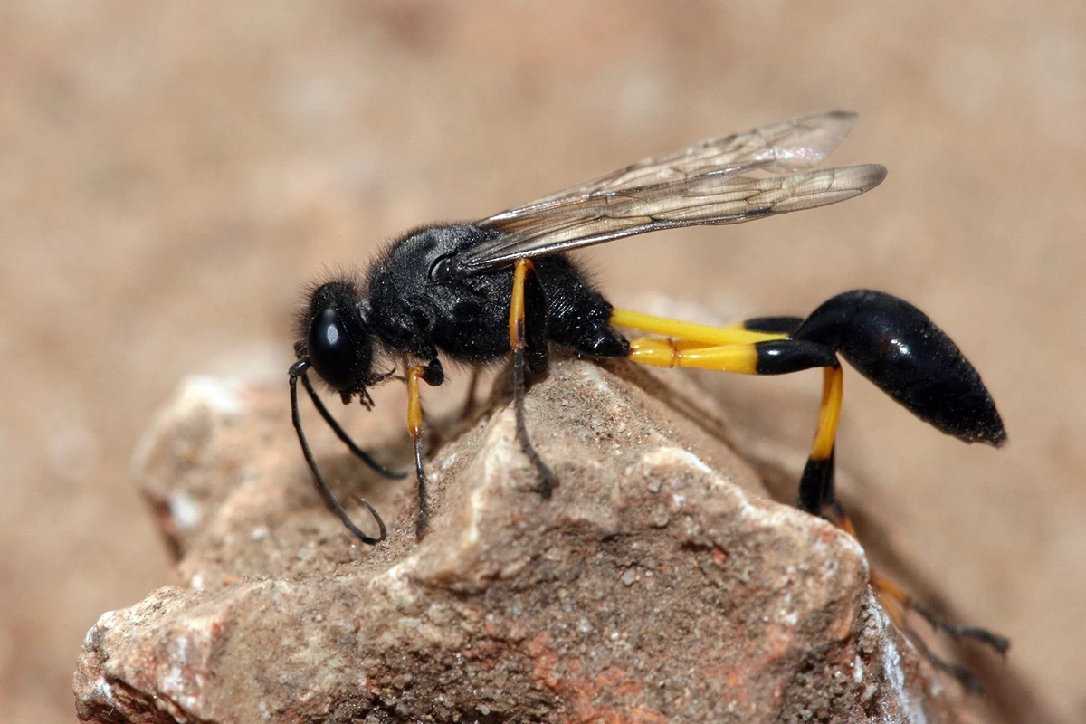 Mud Dauber Wasp | The Most Extreme Wiki | Fandom