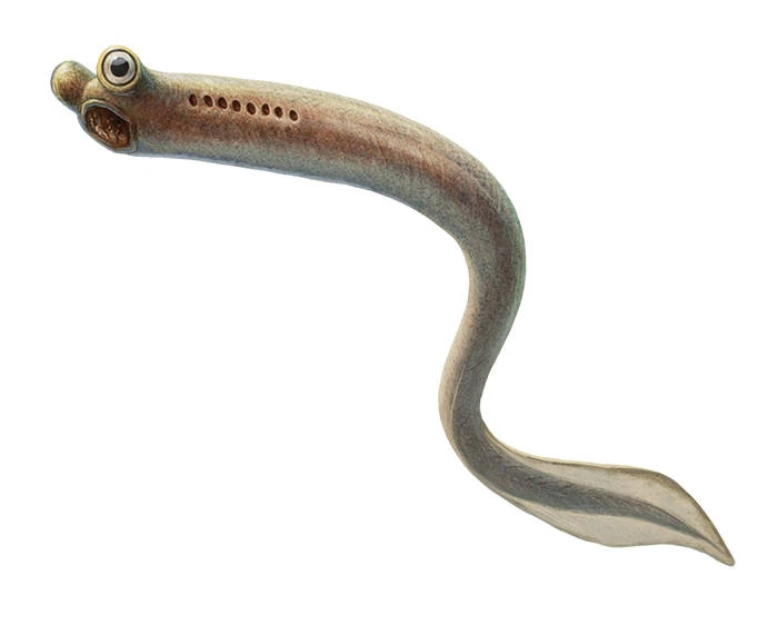 Conodont | The Most Extreme Wiki | Fandom