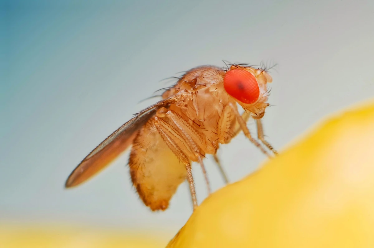 Fruit Fly | The Most Extreme Wiki | Fandom