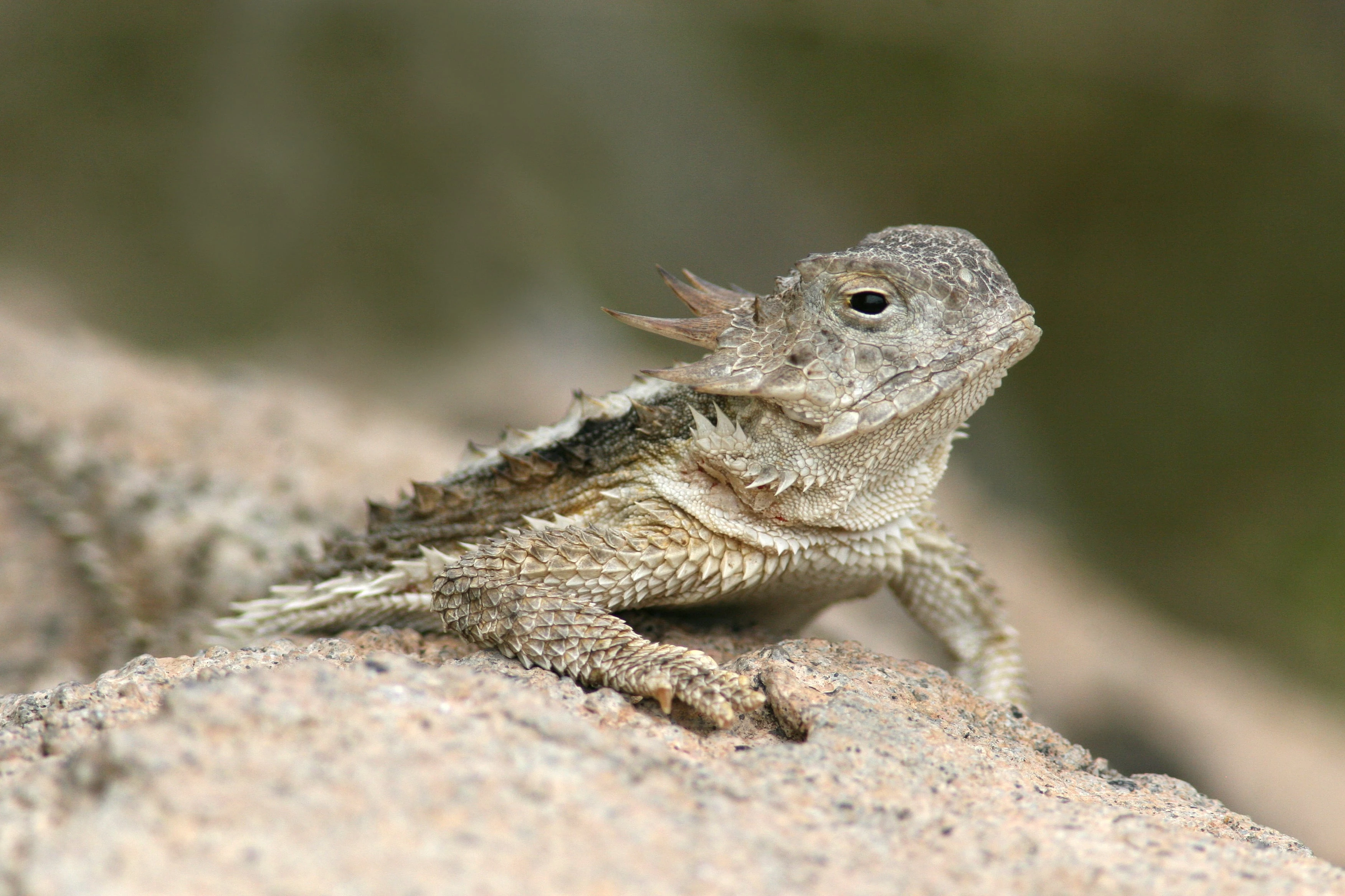 Regal Horned Lizard Blood
