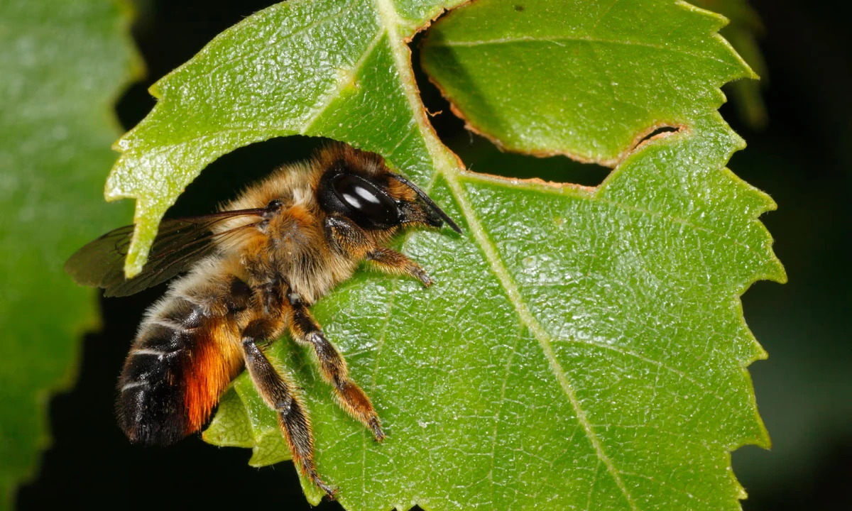 Leafcutter Bee | The Most Extreme Wiki | Fandom