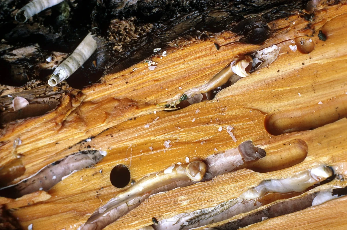 Shipworm | The Most Extreme Wiki | Fandom