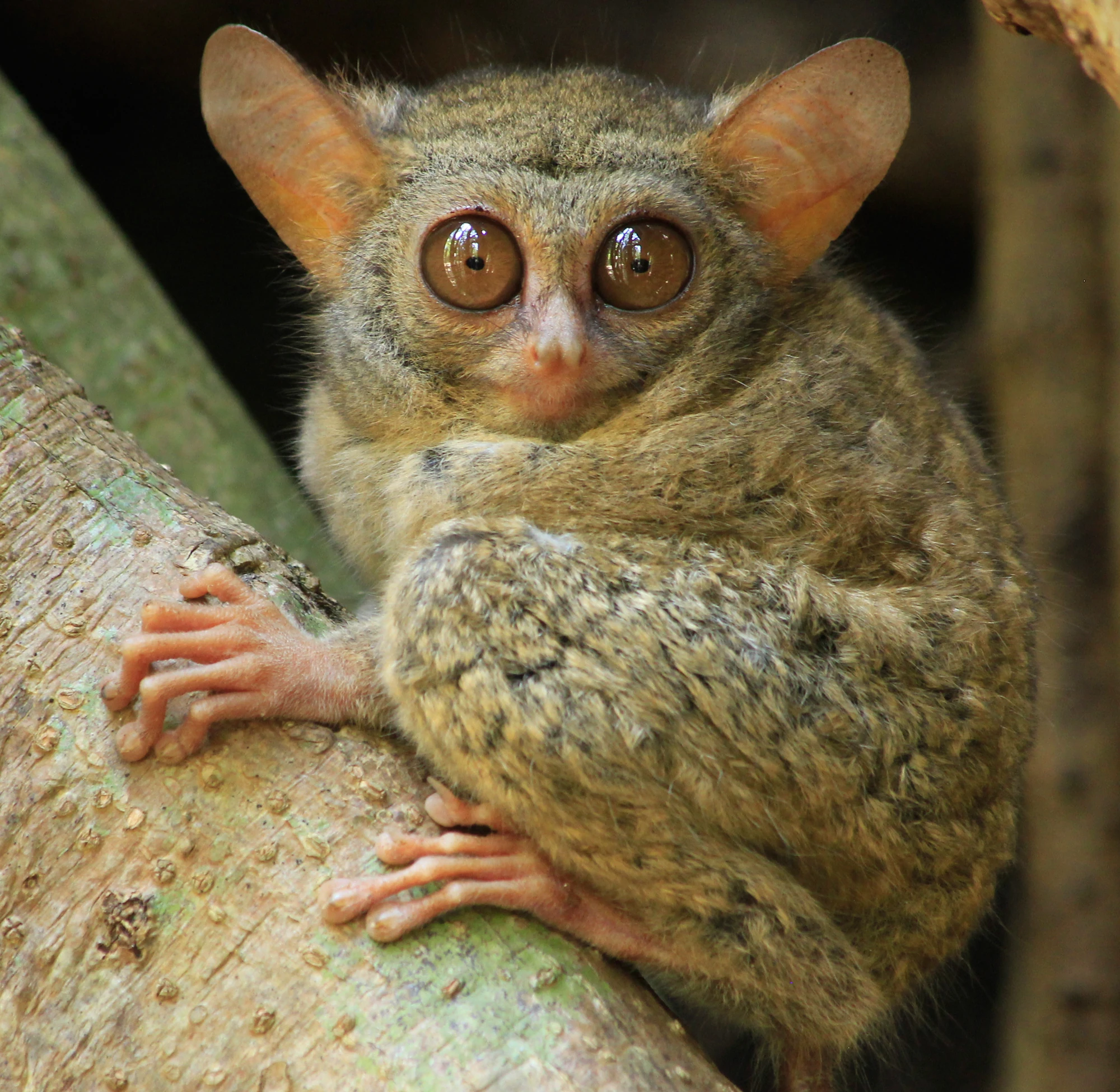 Tarsier Eyes