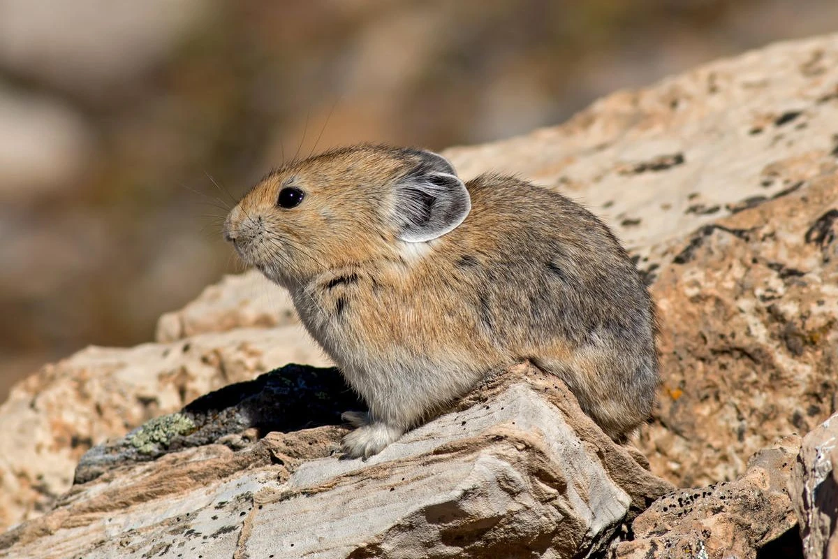 Pika | The Most Extreme Wiki | Fandom