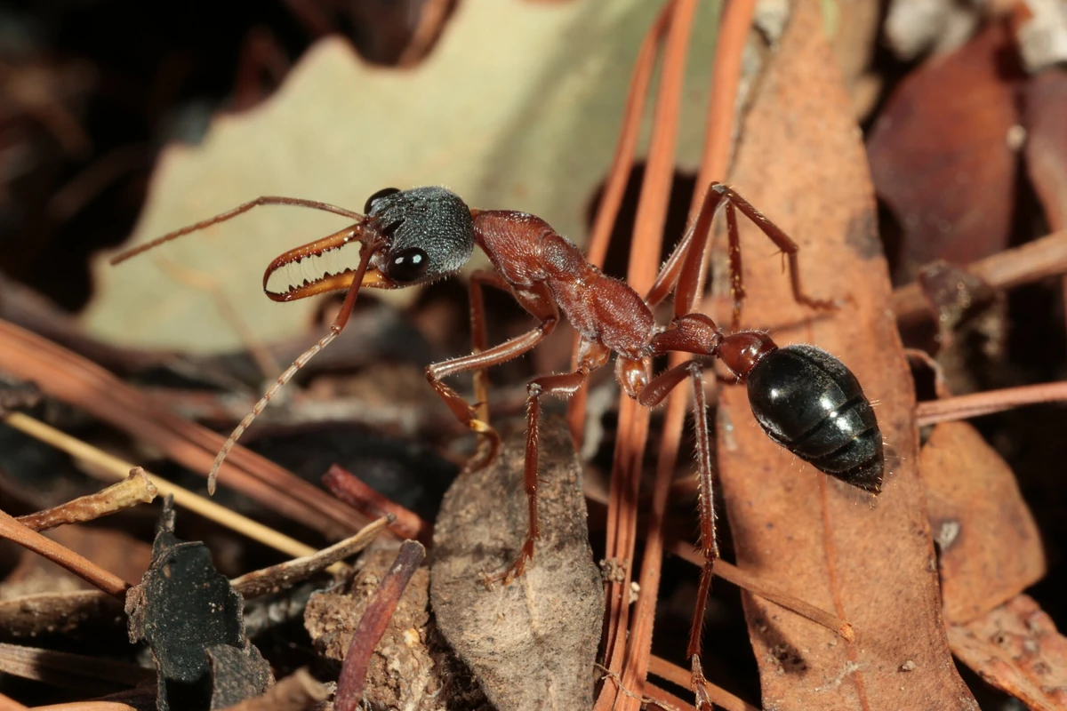 Bulldog Ant | The Most Extreme Wiki | Fandom