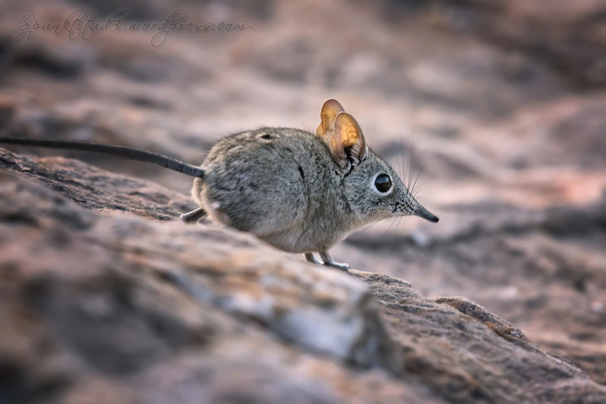Elephant Shrew | The Most Extreme Wiki | Fandom