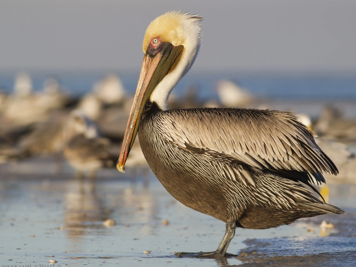 Pelican | The Most Extreme Wiki | Fandom