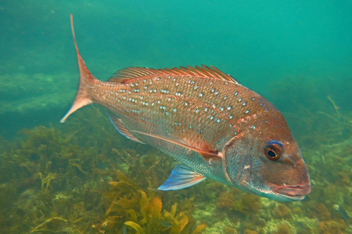 Snapper | The Most Extreme Wiki | Fandom