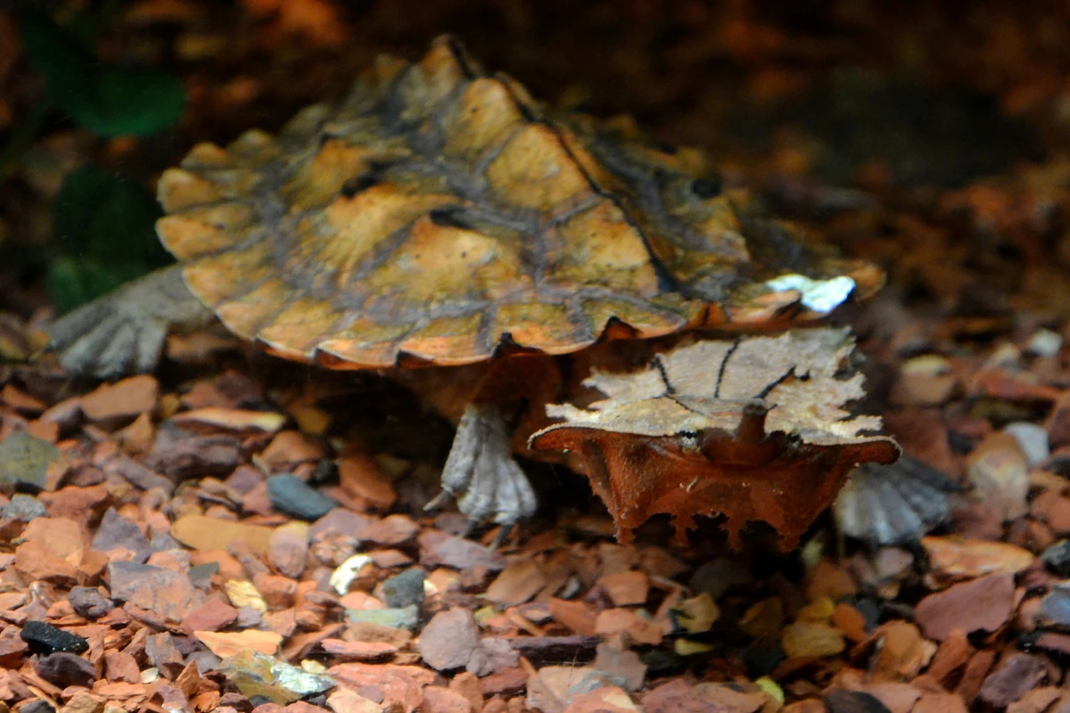 Mata-Mata Turtle | The Most Extreme Wiki | Fandom