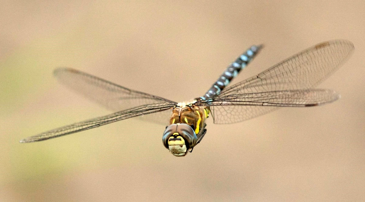 Dragonfly | The Most Extreme Wiki | Fandom