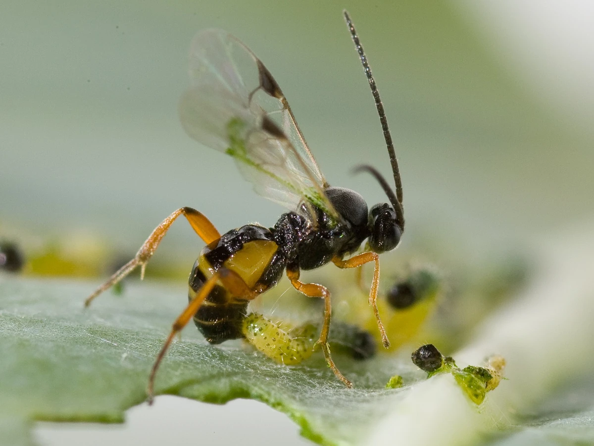 Parasitoid Wasp | The Most Extreme Wiki | Fandom
