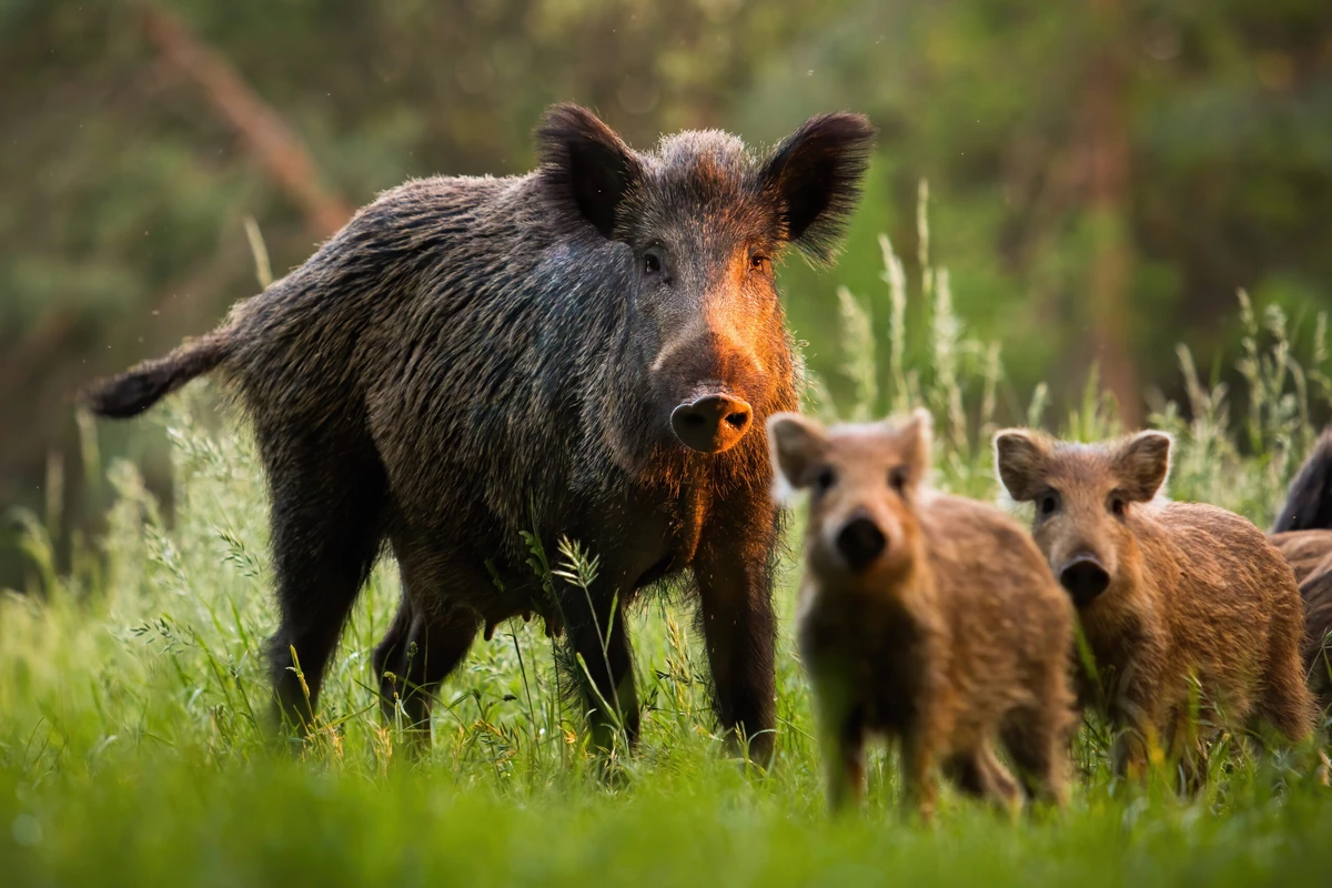 Wild Boar | The Most Extreme Wiki | Fandom