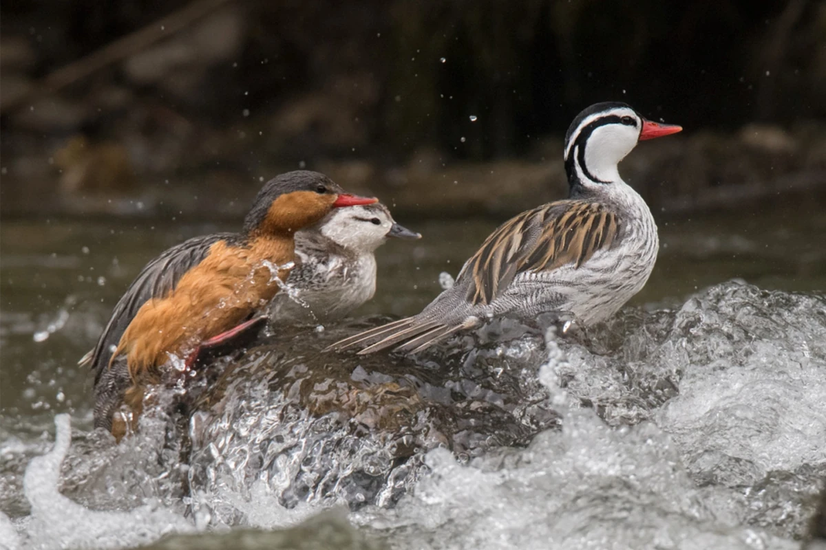 Torrent Duck | The Most Extreme Wiki | Fandom