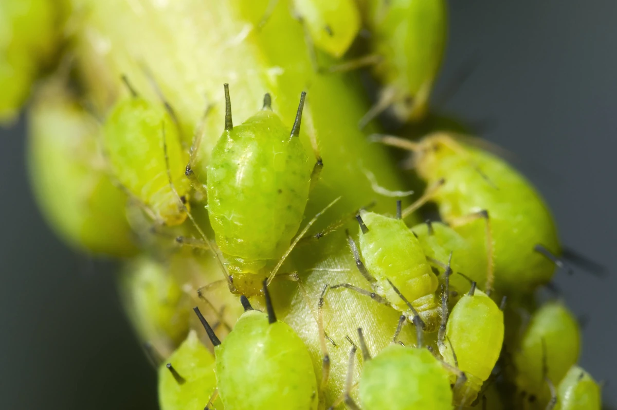 Aphid | The Most Extreme Wiki | Fandom