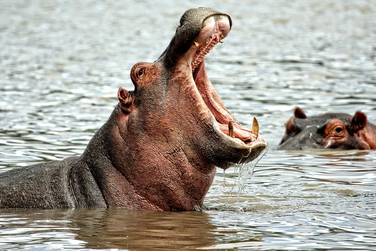 Hippopotamus | The Most Extreme Wiki | Fandom