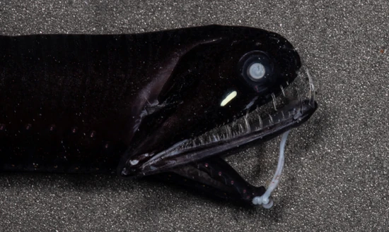 Stoplight Loosejaw | The Most Extreme Wiki | Fandom