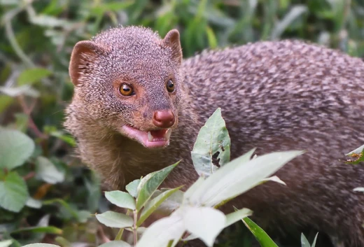 Mongoose | The Most Extreme Wiki | Fandom