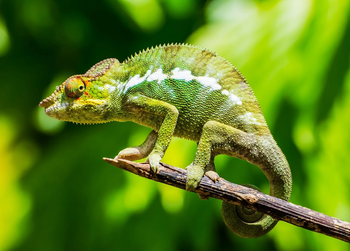 Chameleon | The Most Extreme Wiki | Fandom