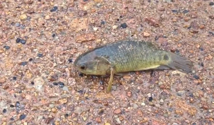 Climbing Perch | The Most Extreme Wiki | Fandom