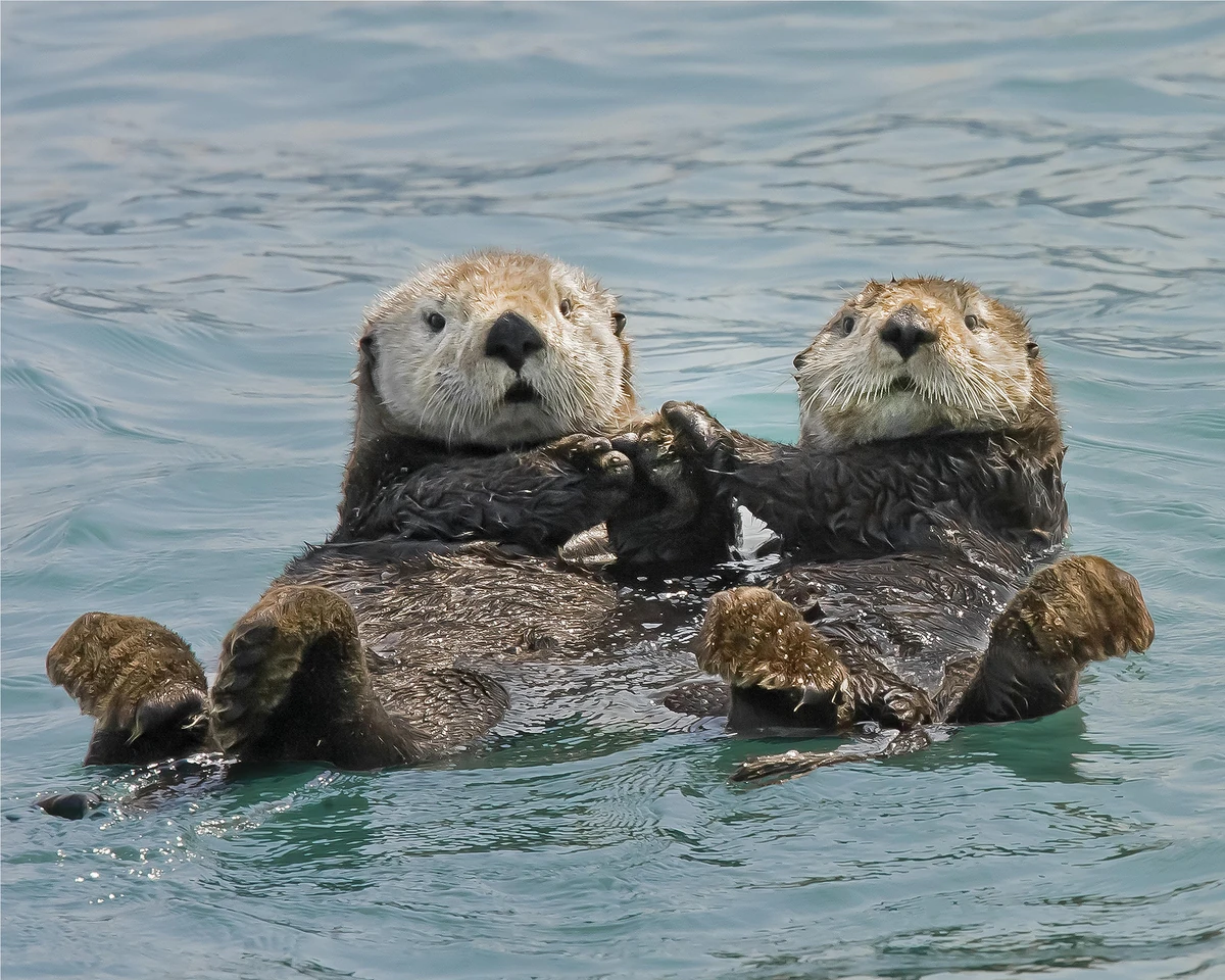 Sea Otter | The Most Extreme Wiki | Fandom