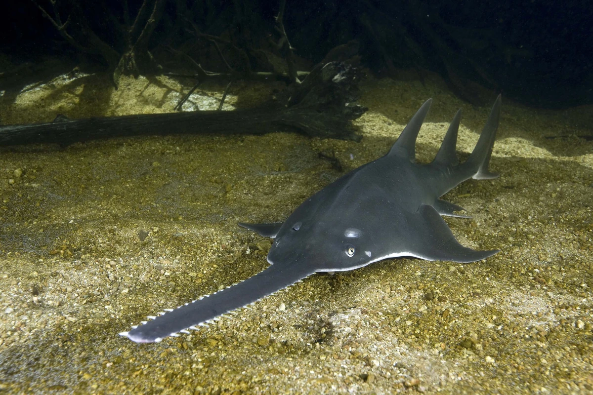 Sawfish | The Most Extreme Wiki | Fandom