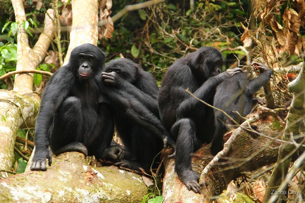 Bonobo | The Most Extreme Wiki | Fandom