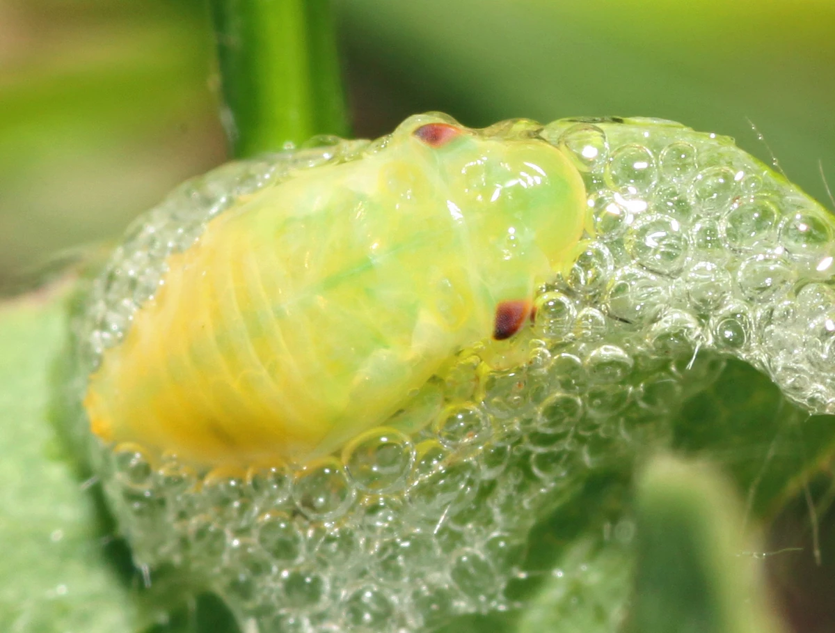 Spittlebug | The Most Extreme Wiki | Fandom