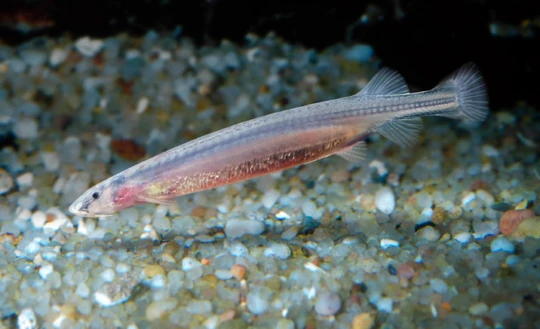 Candiru | The Most Extreme Wiki | Fandom