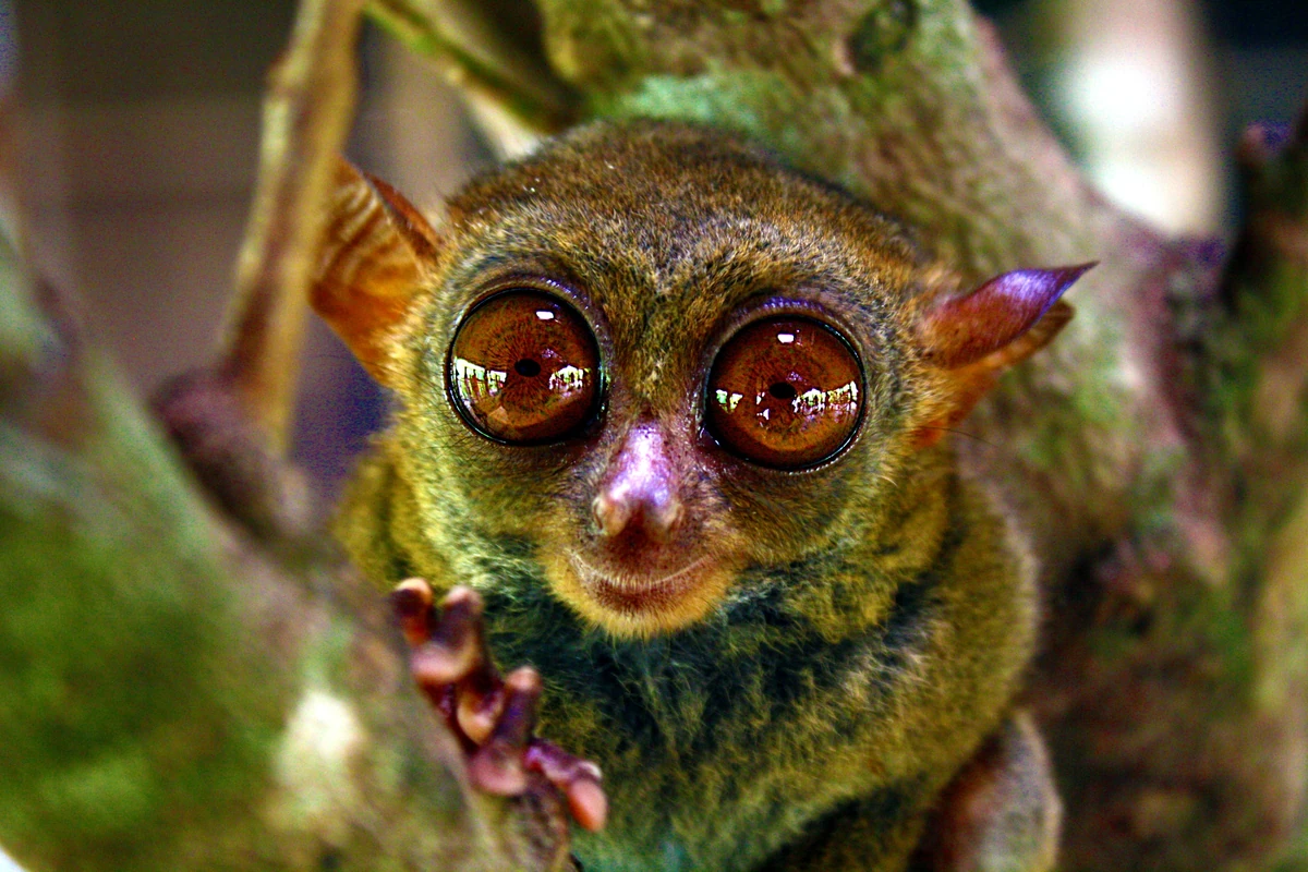 Tarsier | The Most Extreme Wiki | Fandom
