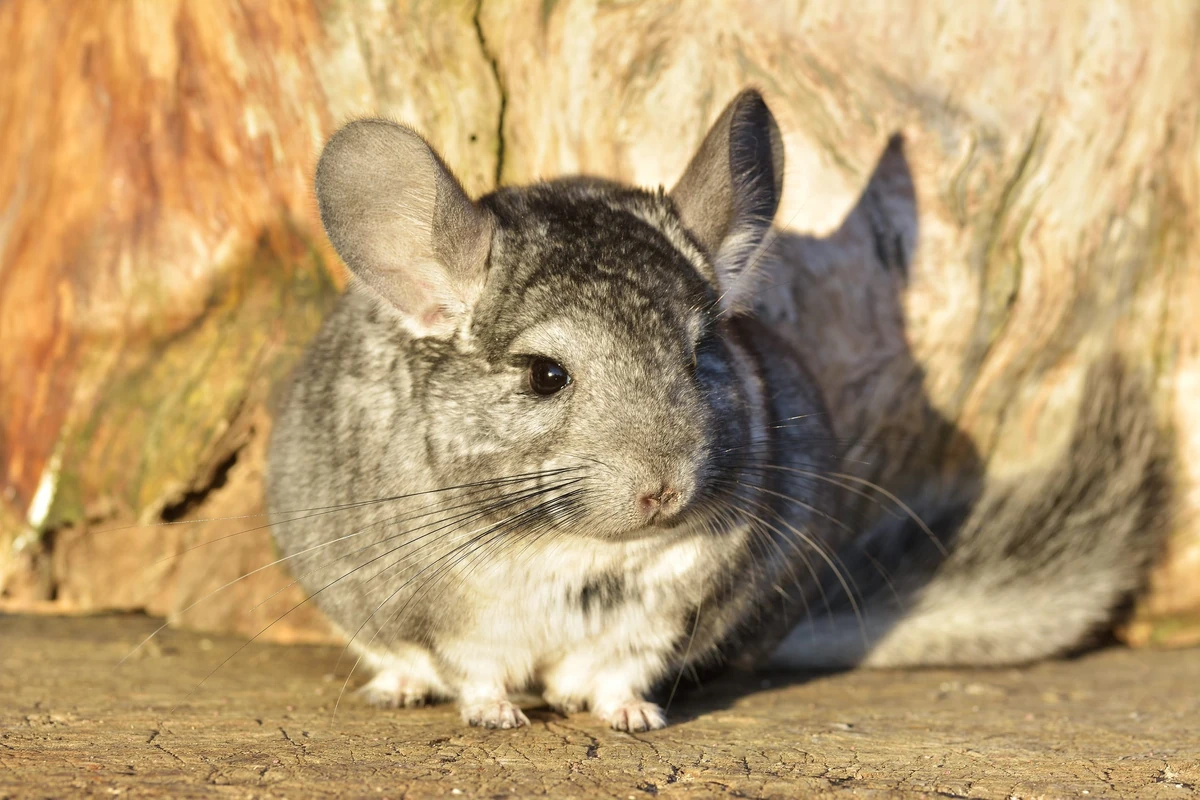 Chinchilla | The Most Extreme Wiki | Fandom