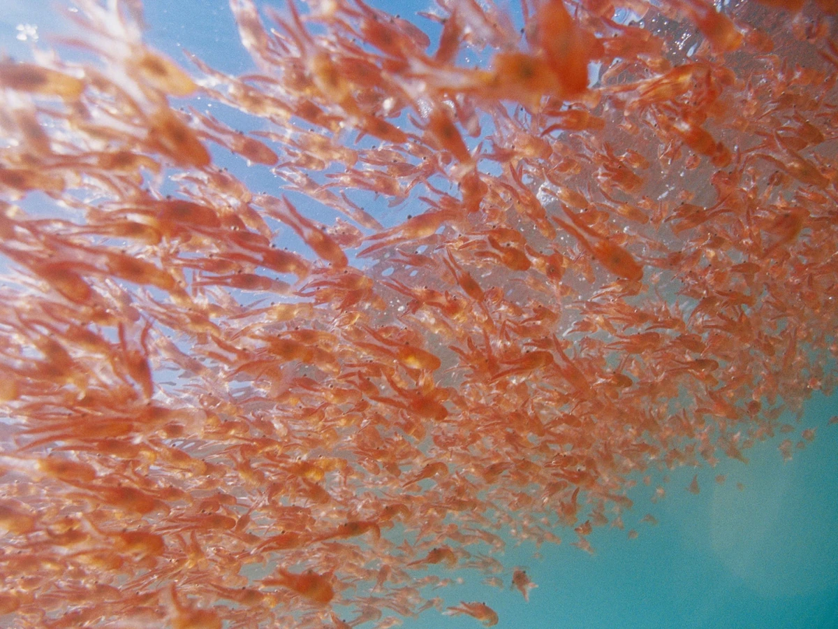 Antarctic Krill Swarm