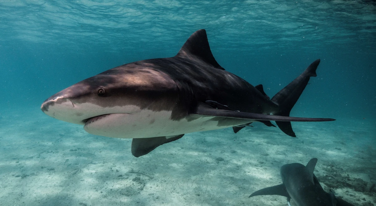 Shark | The Most Extreme Wiki | Fandom