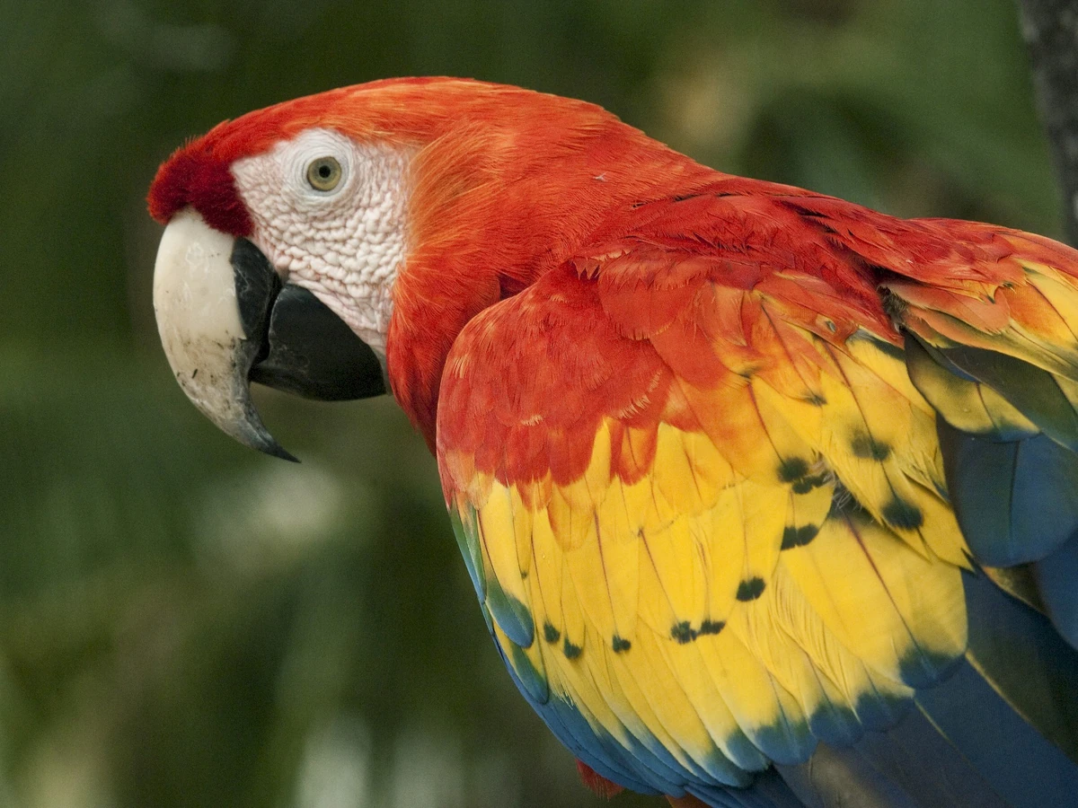 Macaw | The Most Extreme Wiki | Fandom