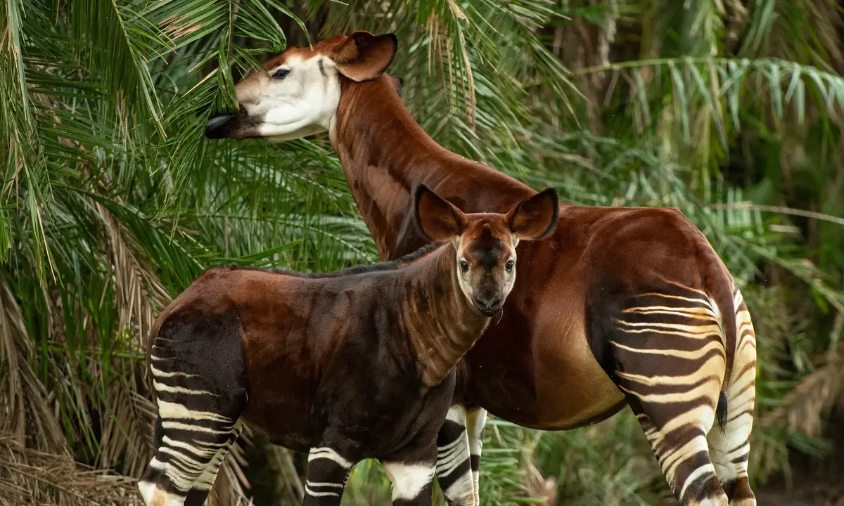 Okapi | The Most Extreme Wiki | Fandom