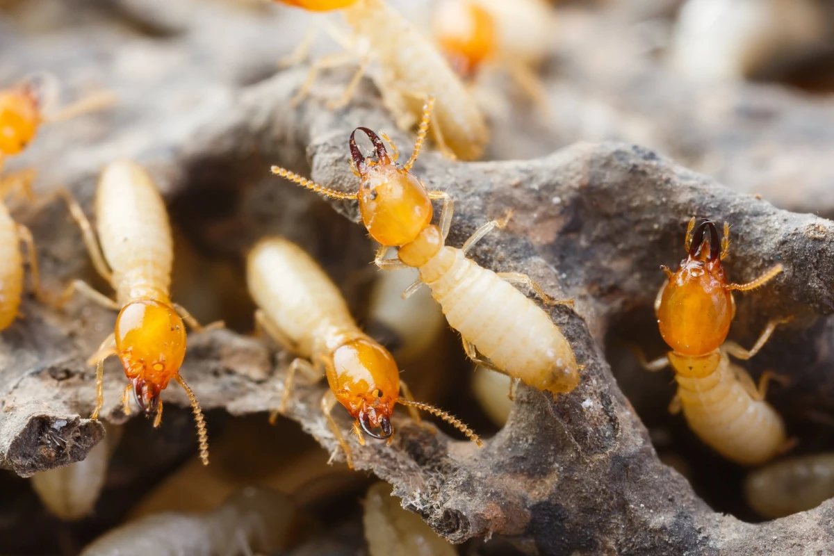 Termite | The Most Extreme Wiki | Fandom