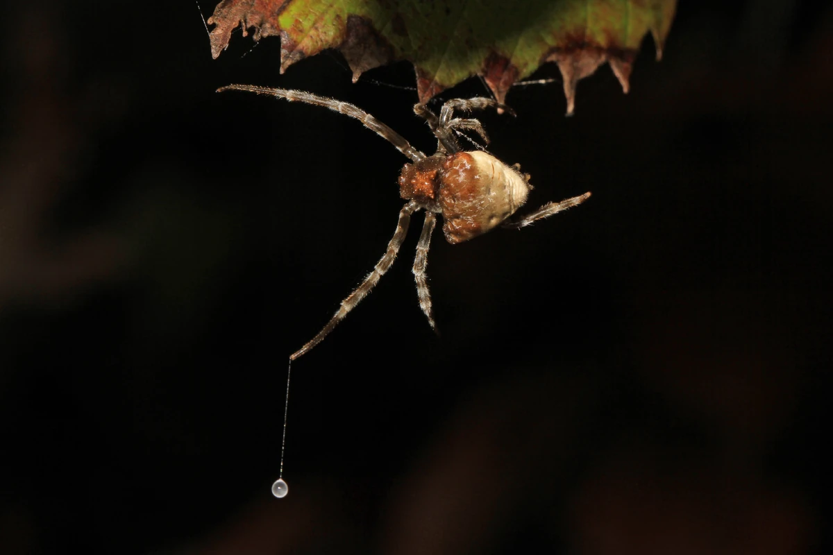 Bolas Spider | The Most Extreme Wiki | Fandom