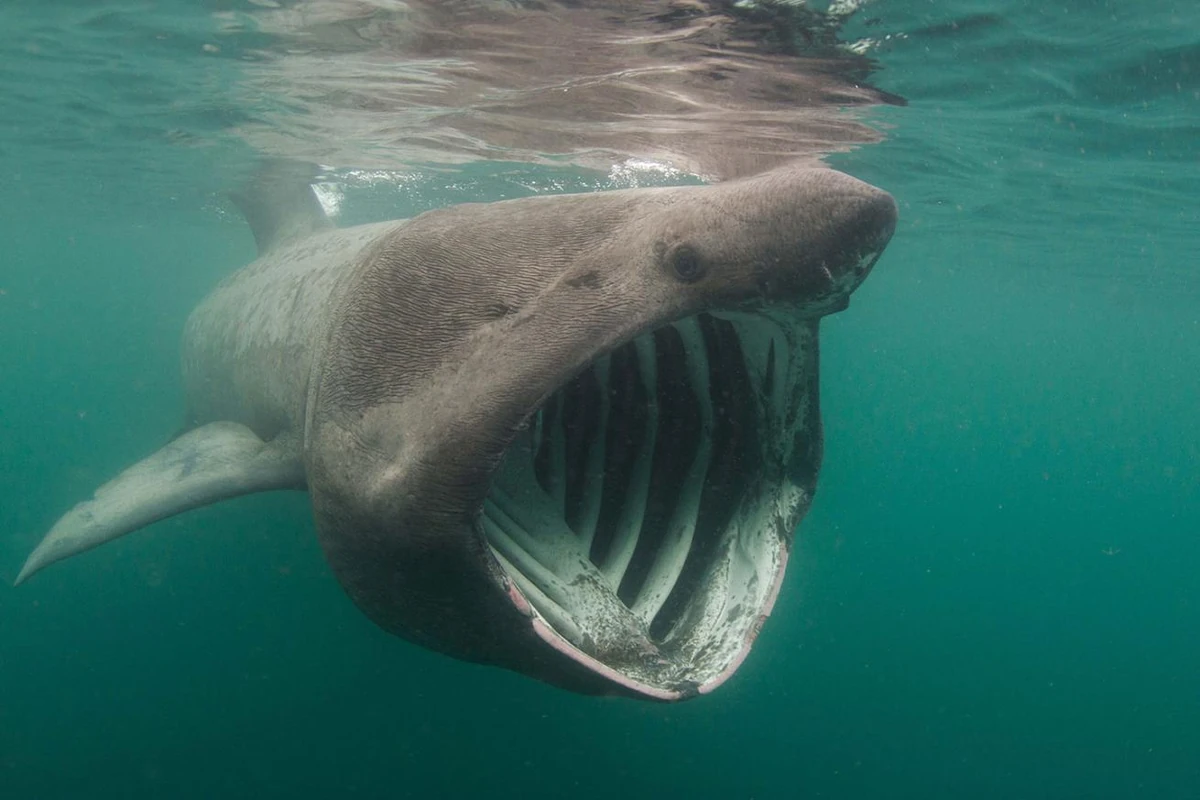Basking Shark | The Most Extreme Wiki | Fandom