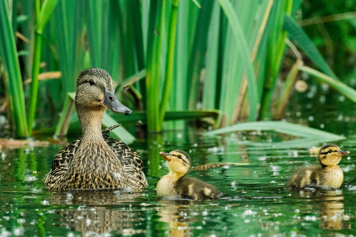 Duck | The Most Extreme Wiki | Fandom