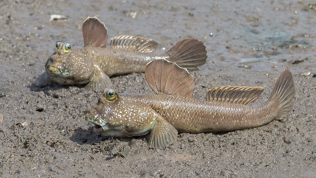 Mudskipper | The Most Extreme Wiki | Fandom