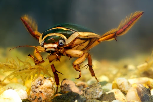 Diving Beetle | The Most Extreme Wiki | Fandom