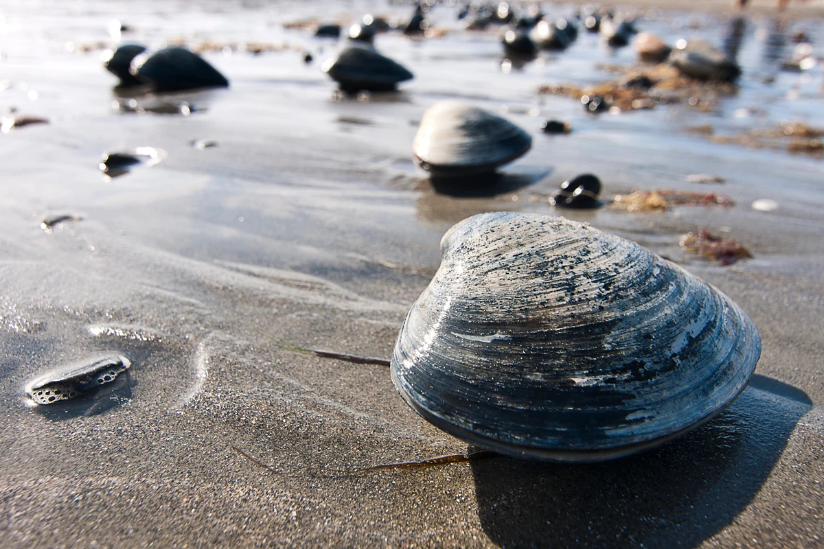 Clam | The Most Extreme Wiki | Fandom