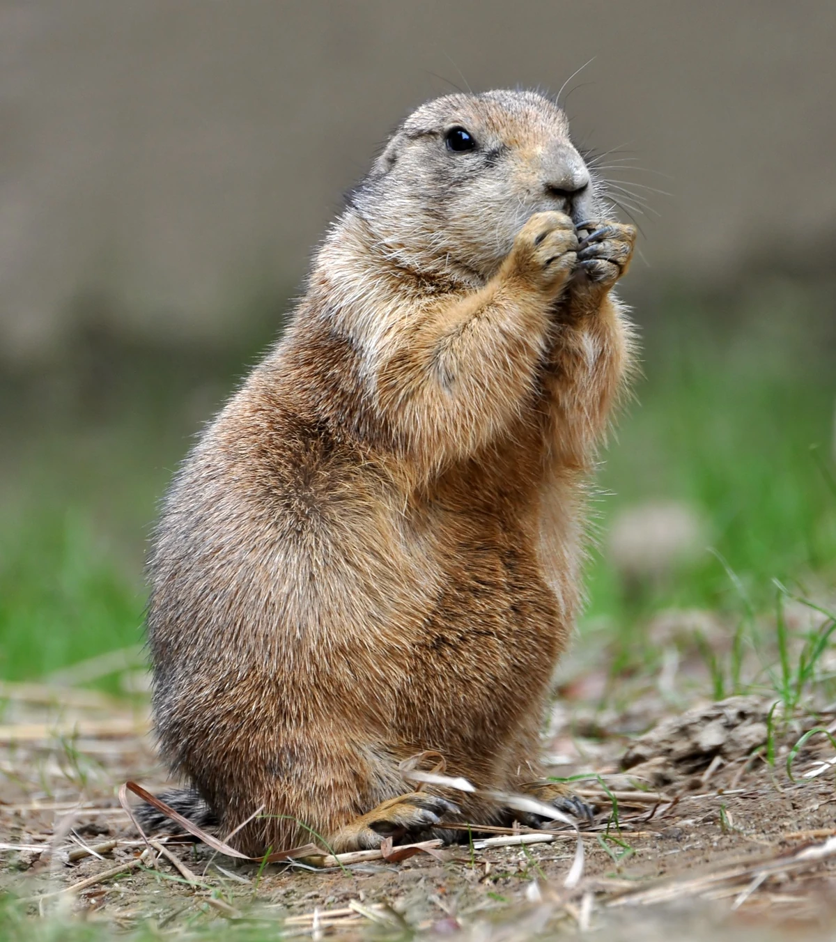 Prairie Dog | The Most Extreme Wiki | Fandom