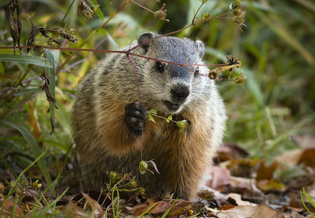 Groundhog | The Most Extreme Wiki | Fandom