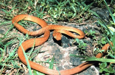 Brown tree snake | Animals and Plants Wiki | Fandom