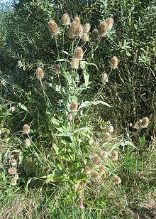 Fuller Teasel | Animals and Plants Wiki | Fandom