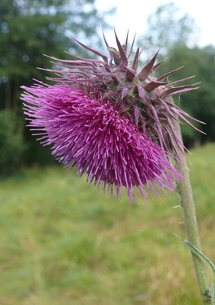 Musk Thistle | Animals and Plants Wiki | Fandom