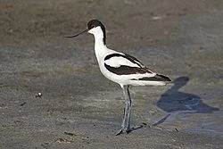 Pied Avocet | Animals and Plants Wiki | Fandom