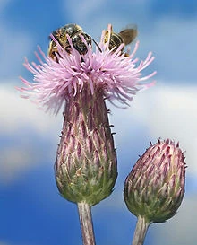 Canada Thistle | Animals and Plants Wiki | Fandom