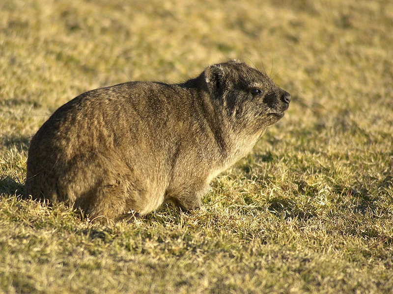 Rock Hyrax | Animals and Plants Wiki | Fandom