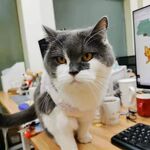 Chef Gumi | Animal Restaurant Wiki | Fandom